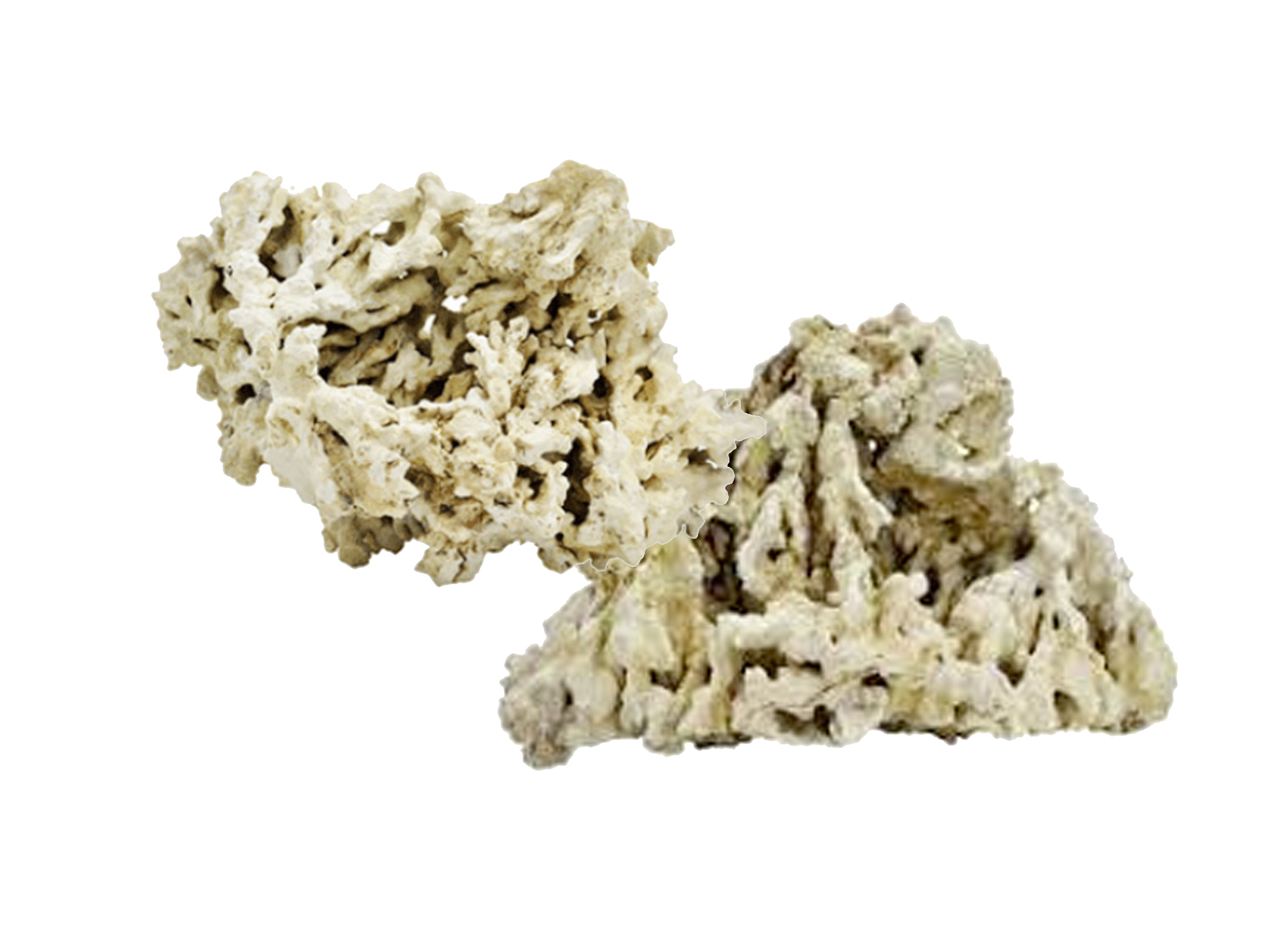 Rock Fiji Pukani per kg – Mayan Sea